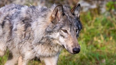Wolves returned to Isle Royale National Park 5 years ago, and they’re ...