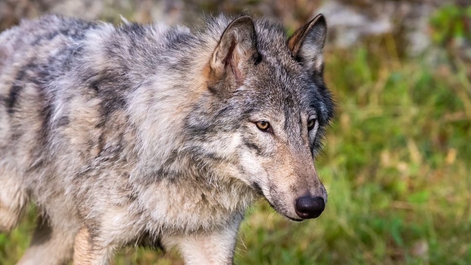 Jogger left fighting for life after being attacked by wolves | Advnture