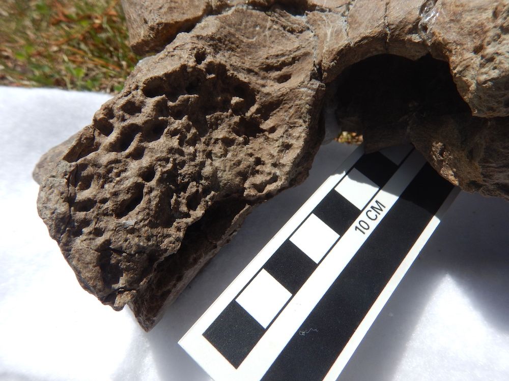 Dinosaur Gets Strange Diagnosis 78 Million Years After Its Death | Live ...