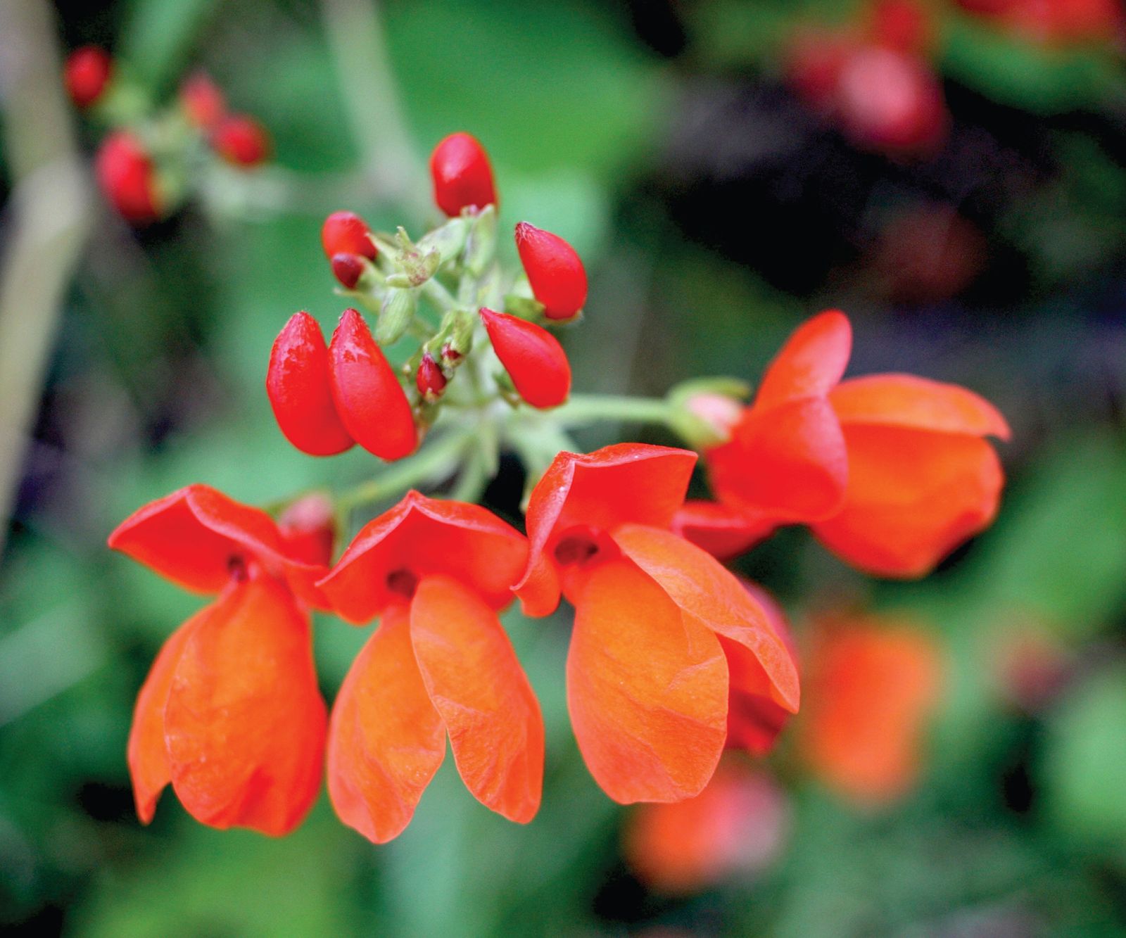Grow These 8 Flowering Vines For Hummingbirds | Gardening Know How