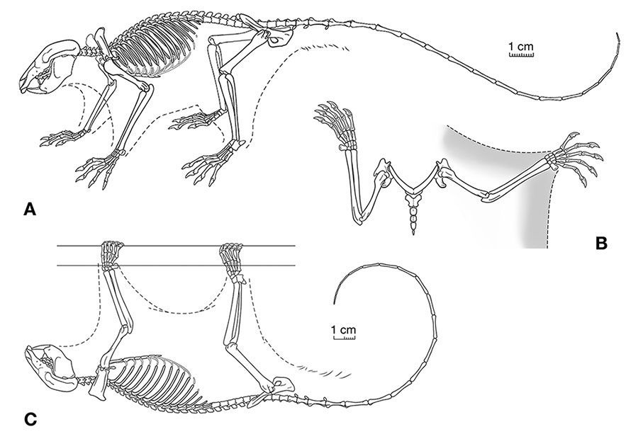 Photos: These Mammal Ancestors Glided from Jurassic Trees | Live Science