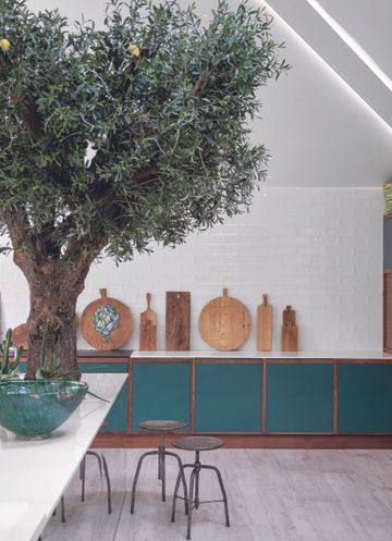 How to Care for an Olive Tree Indoors — These Expert Tips Will Keep ...