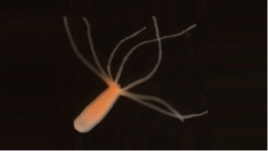 Sleep evolved before brains did, study finds | Live Science