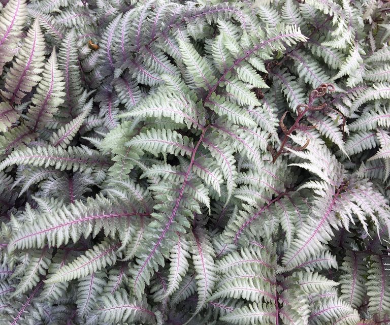 Ultimate Shade Fern Garden: Ideas For Fern-Based Landscaping ...