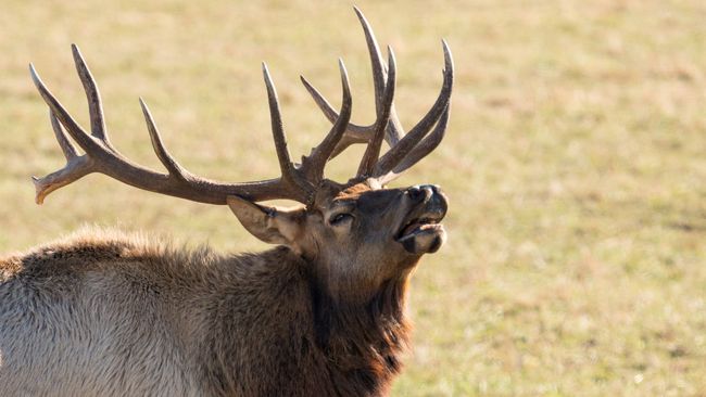 Yellowstone tourists learn the hard way why you should never, ever ...