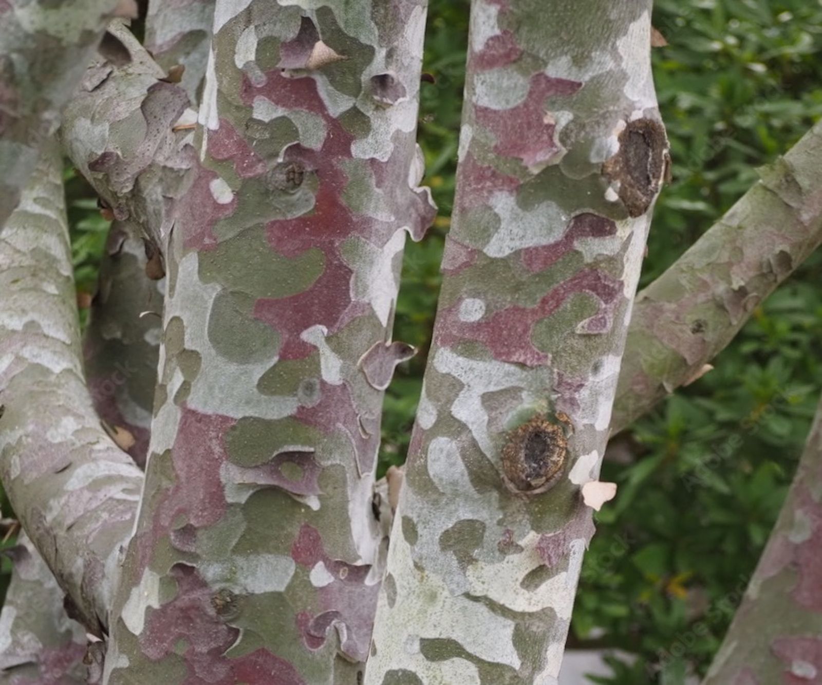 10 trees with unusual bark for incredible year-round interest | Homes ...
