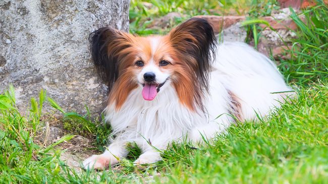 Dogs with low prey drive | PetsRadar