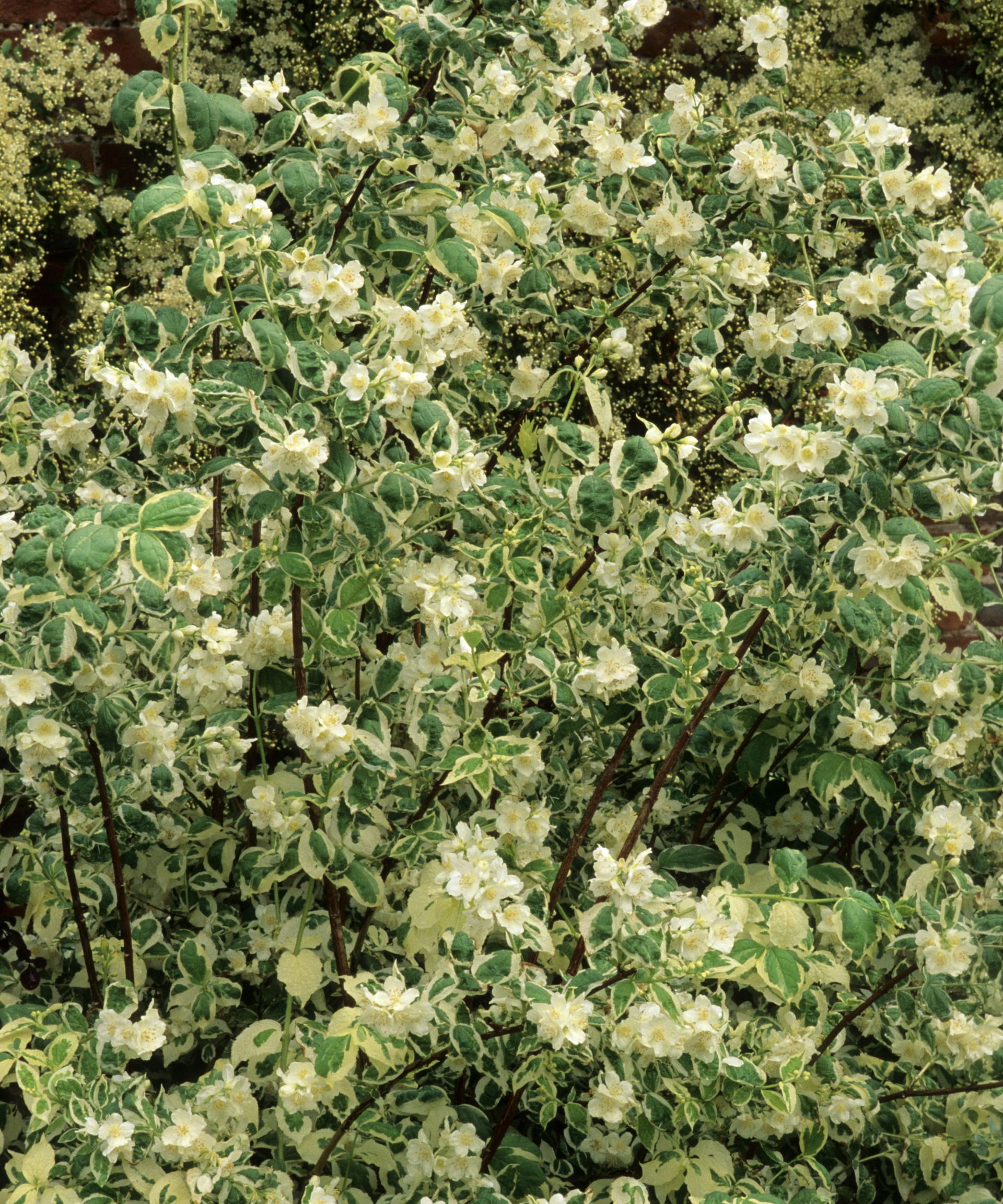 Mock orange varieties: 12 stunning types of philadelphus | Homes and ...