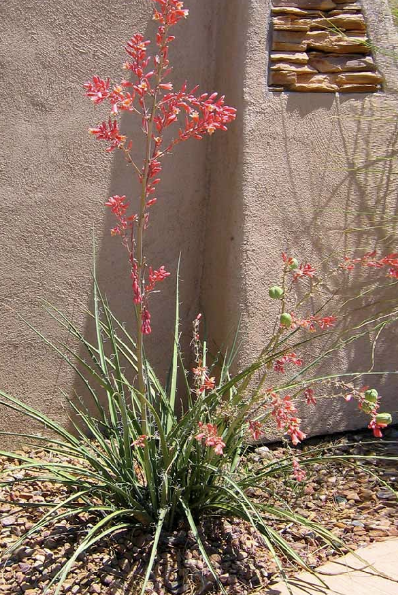 Best plants for full sun – 10 best expert picks | Livingetc