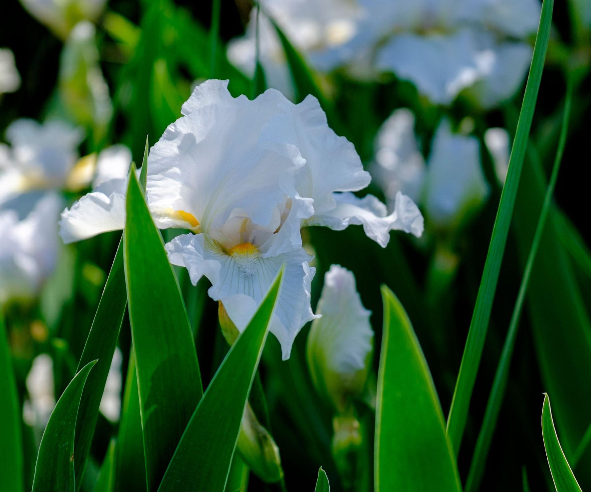 When do you cut back irises? Expert tips for the best blooms | Homes ...