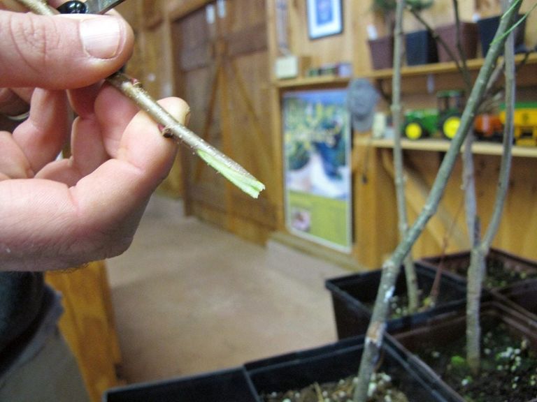 Scion Plant Information: Taking Scion Cuttings For Grafting | Gardening ...