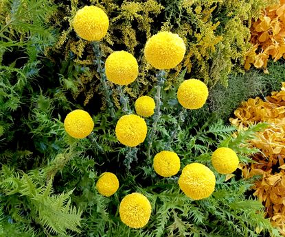 9 Unique Yellow Flowers For A Garden Filled With Gold | Gardening Know How