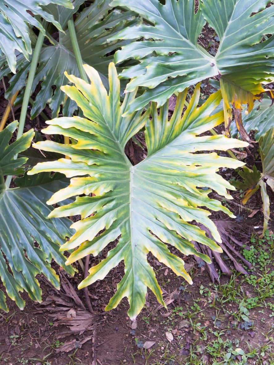 Split Leaf Philodendron Care – Learn About Growing A Philodendron ...