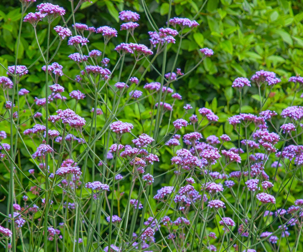 How to grow verbena: expert advice on this flowering plant | Homes and ...