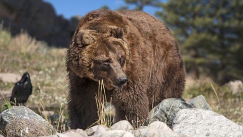 Extinct 'hypercarnivorous' California grizzly bears were actually ...