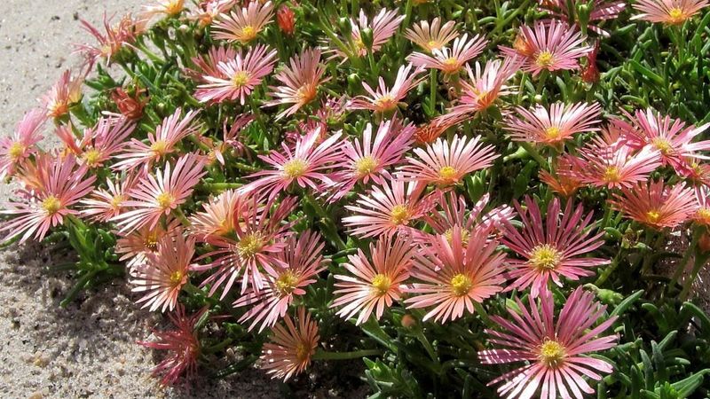 Growing Ice Plant Flowers - How To Grow A Hardy Ice Plant | Gardening ...