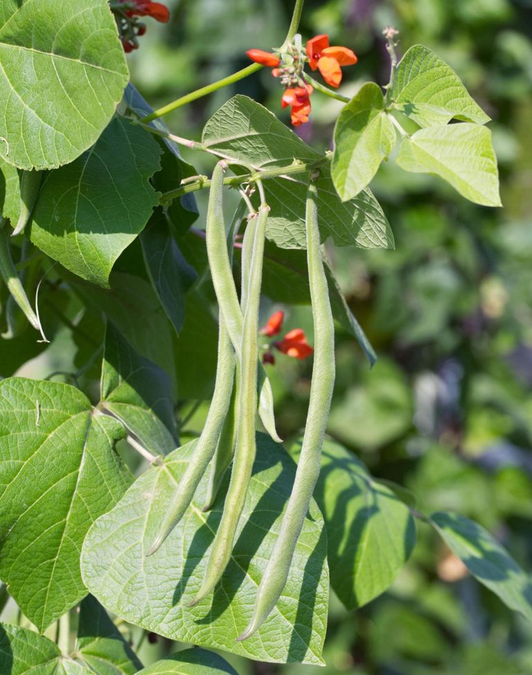 How to grow runner beans: it's easy with our step-by-step guide ...