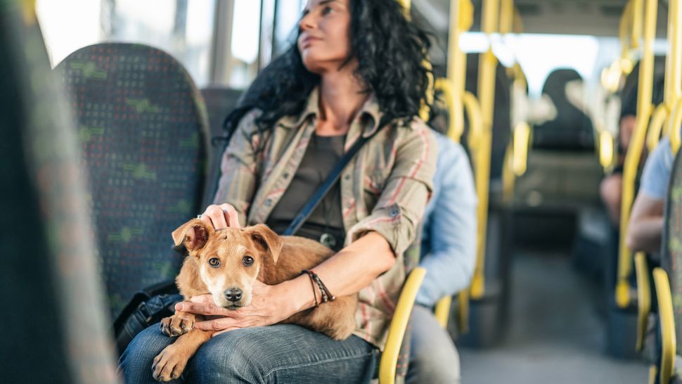 32 tips for traveling with pets | PetsRadar