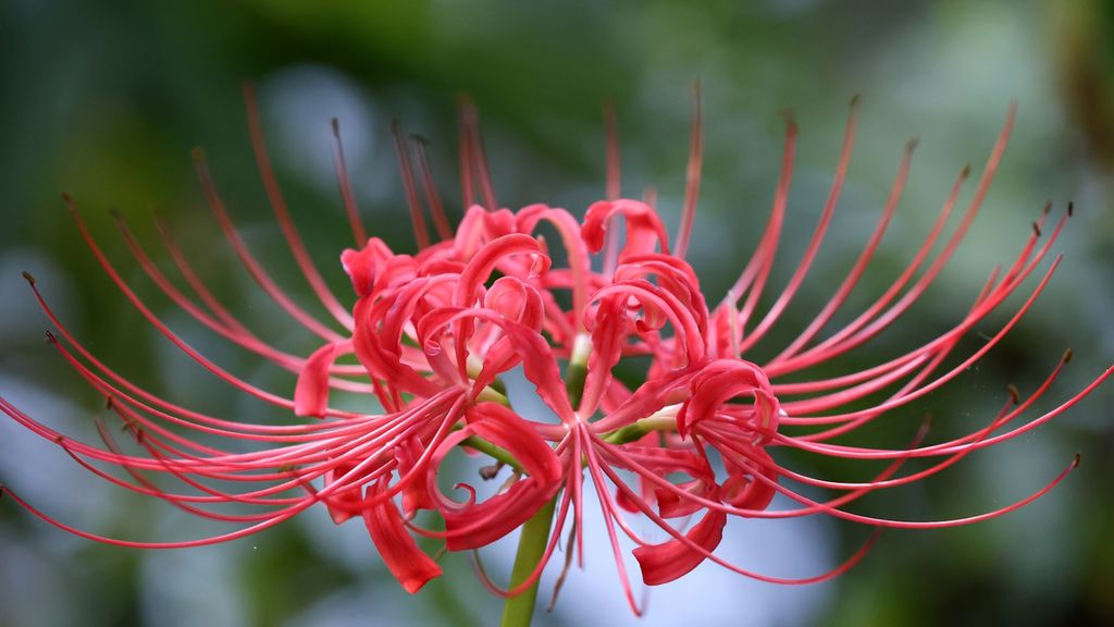 How to grow spider lily or Lycoris, a fall-blooming bulb | Homes and ...