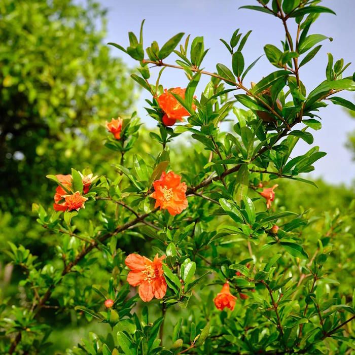 Discover how to prune a pomegranate tree or bush correctly | Homes and ...