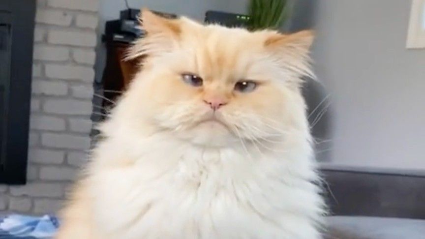 Cat with resting grumpy face has netizens in stitches | PetsRadar