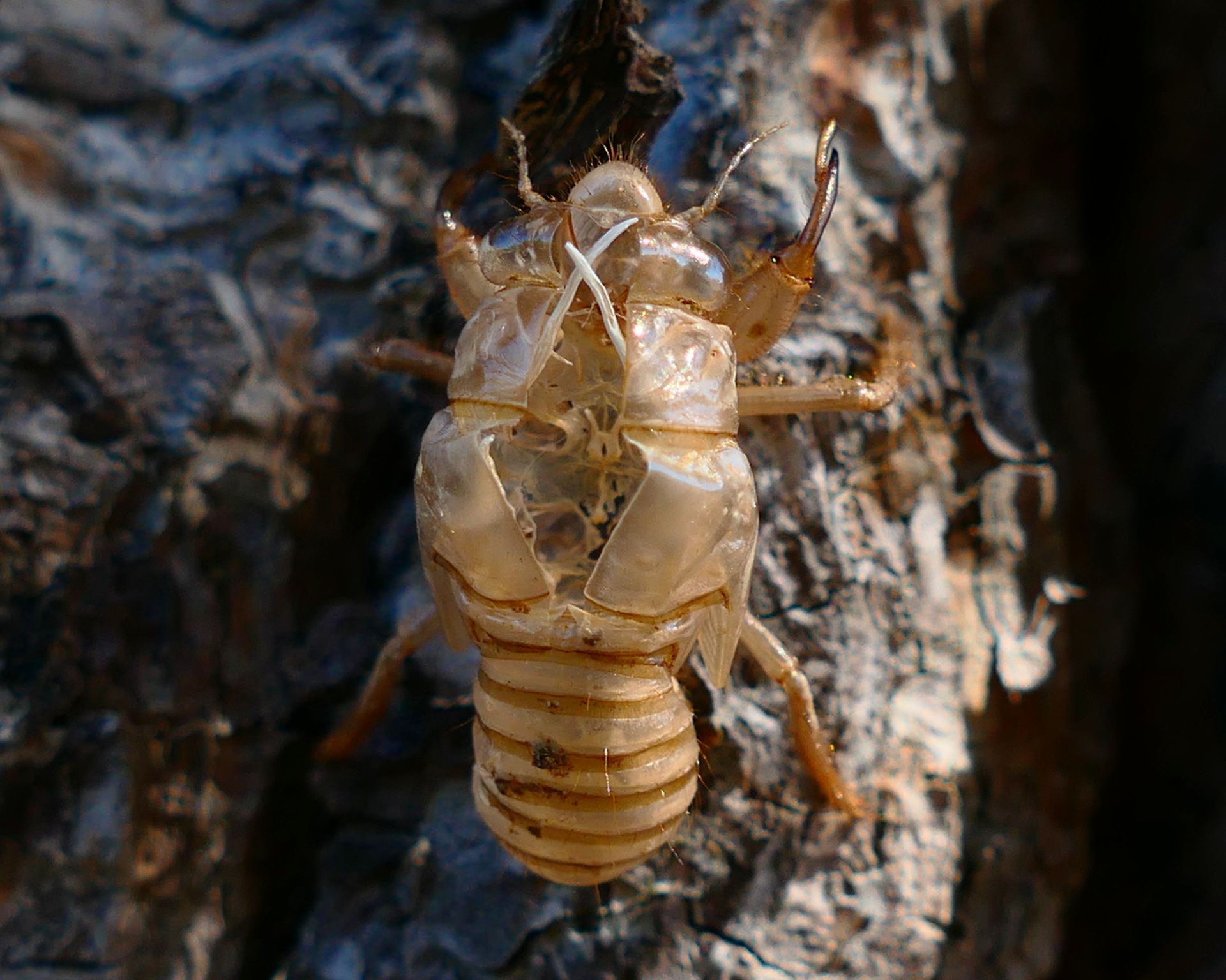 Not Sure What To Do With Cicada Shells? Turn Them Into Fertilizer ...