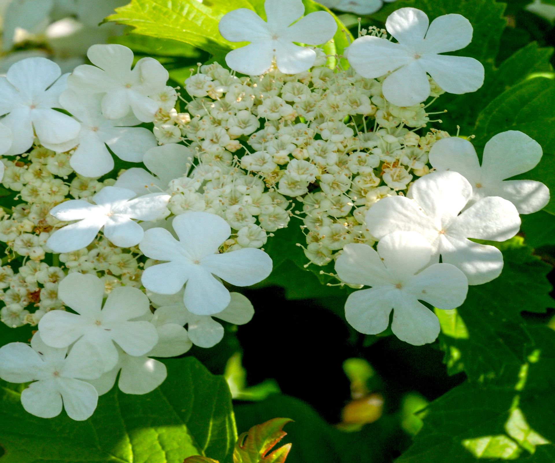 Spring Flowering Bushes For A Breathtaking Early Season Show ...