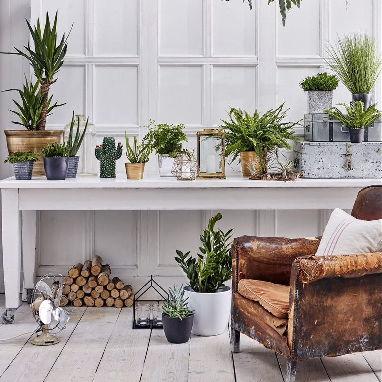 House plant ideas to inspire creative greenery and foliage for indoors ...