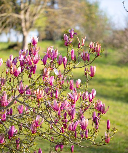 Best backyard trees: 10 choices for yards big or small | Gardeningetc