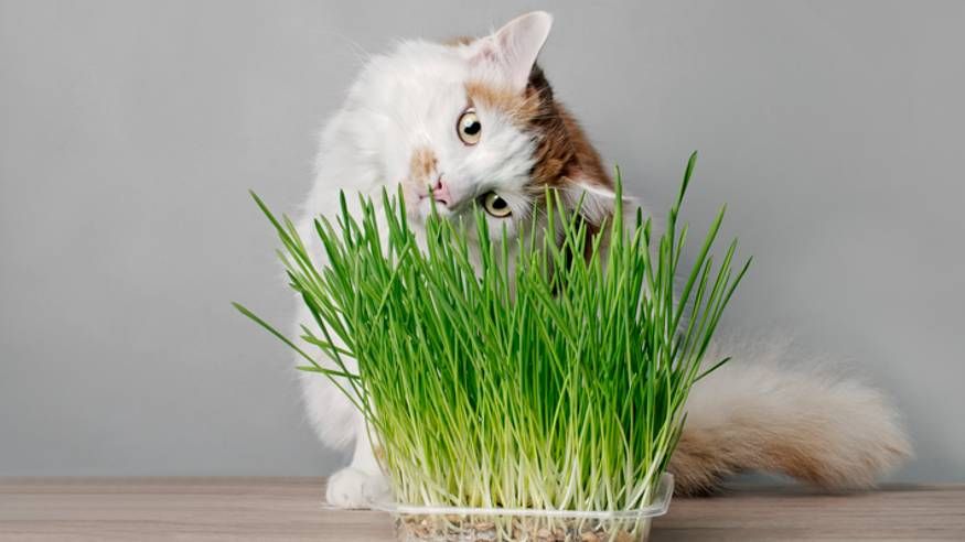 What is cat grass and how is it used? Benefits, drawbacks and effects ...