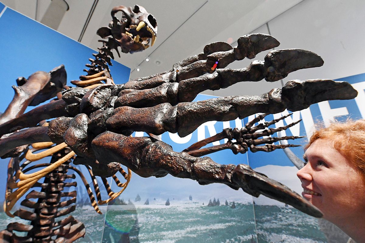 Photos: These animals used to be giants | Live Science