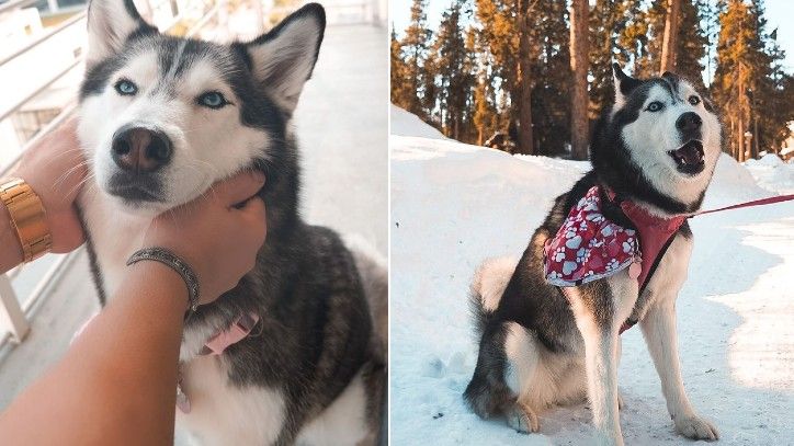 Talking Husky’s epic reaction to owner’s kisses goes viral | PetsRadar