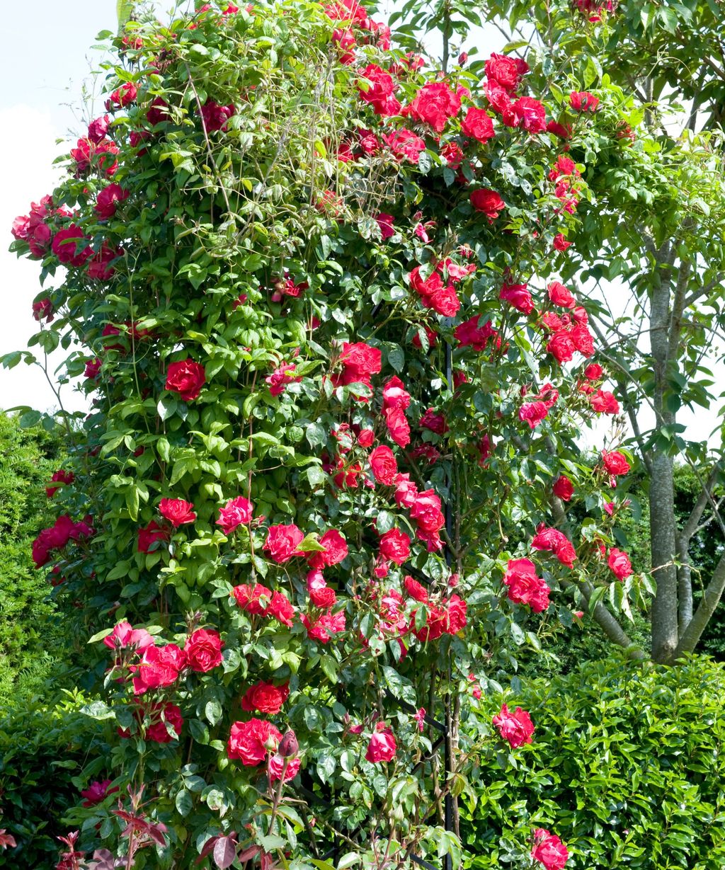 How to train a climbing rose: expert tips for success | Homes and Gardens
