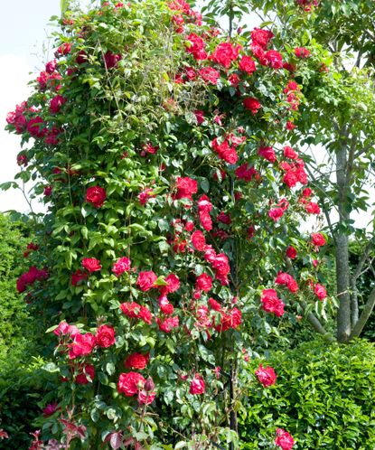 How to train a climbing rose: expert tips for success | Homes and Gardens