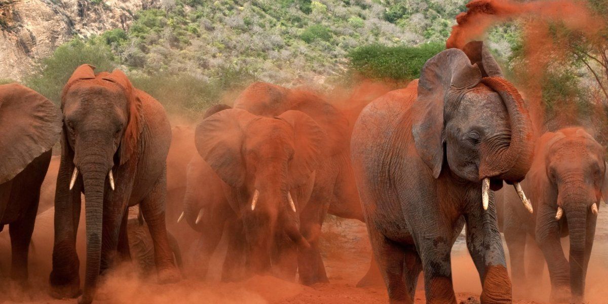 The Best Documentaries Narrated By Morgan Freeman, Including The Story ...