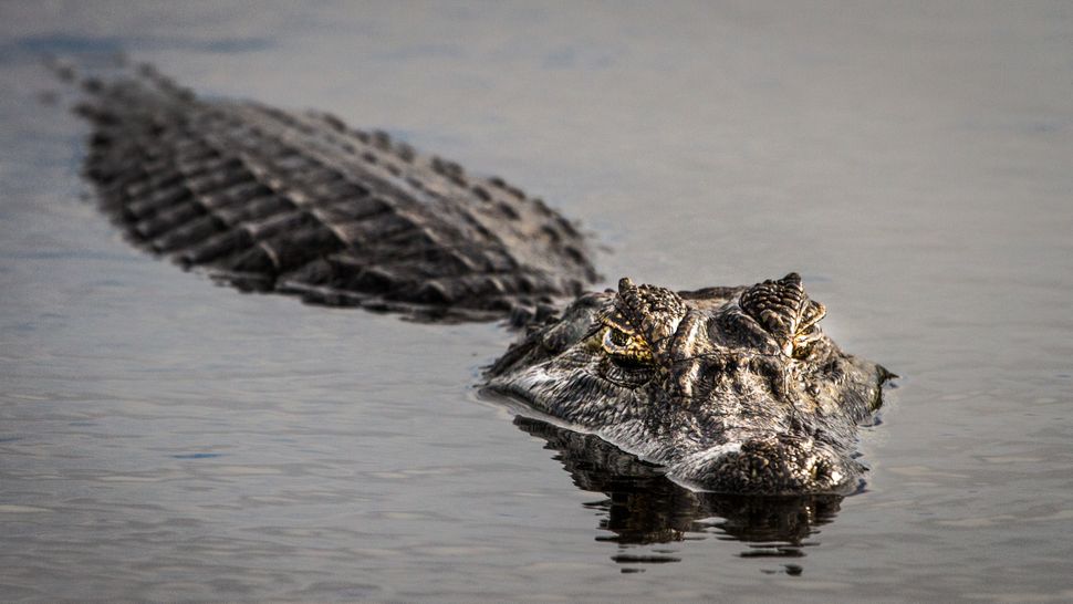 What to do if you see an alligator in Florida | Advnture