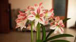 How to deadhead and care for hyacinths after flowering | Homes and Gardens