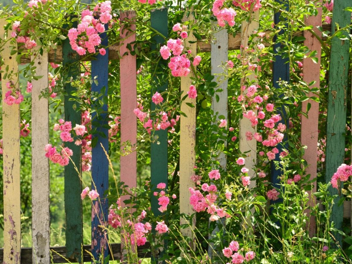 Growing Flowers Along Fences: Using Flowers To Cover Fences | Gardening ...