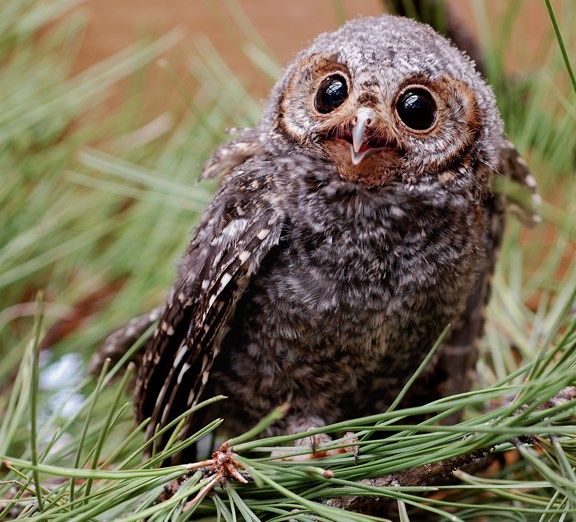 Photos of the World's Smallest (and Cutest) Owl | Live Science