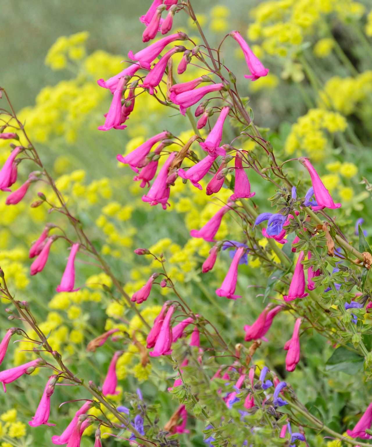 How to deadhead penstemon to get the most from these plants | Homes and ...