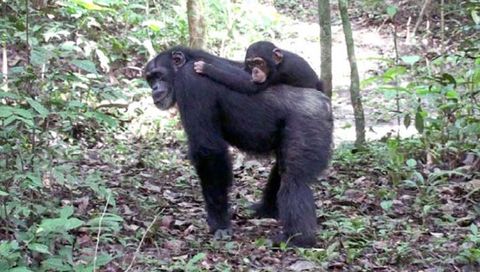 Altruistic Chimpanzees Adopt Orphans | Live Science