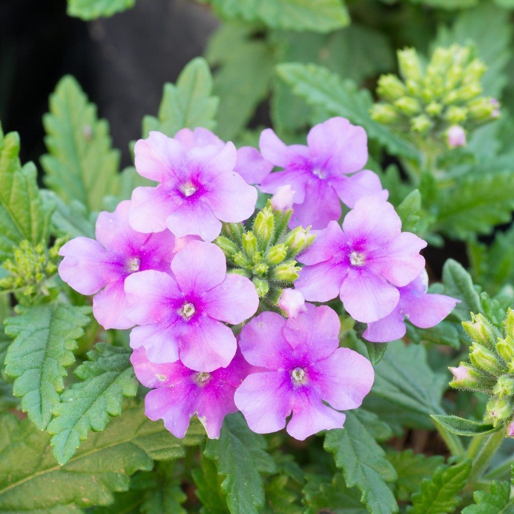 Verbena Varieties Live Verbena – Red – Creeping/Trailing Perennial