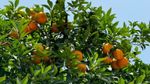 How to water citrus trees and expert tips on when to do it | Homes and ...