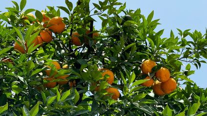 How to grow grapefruit - expert tips for thriving trees | Homes and Gardens