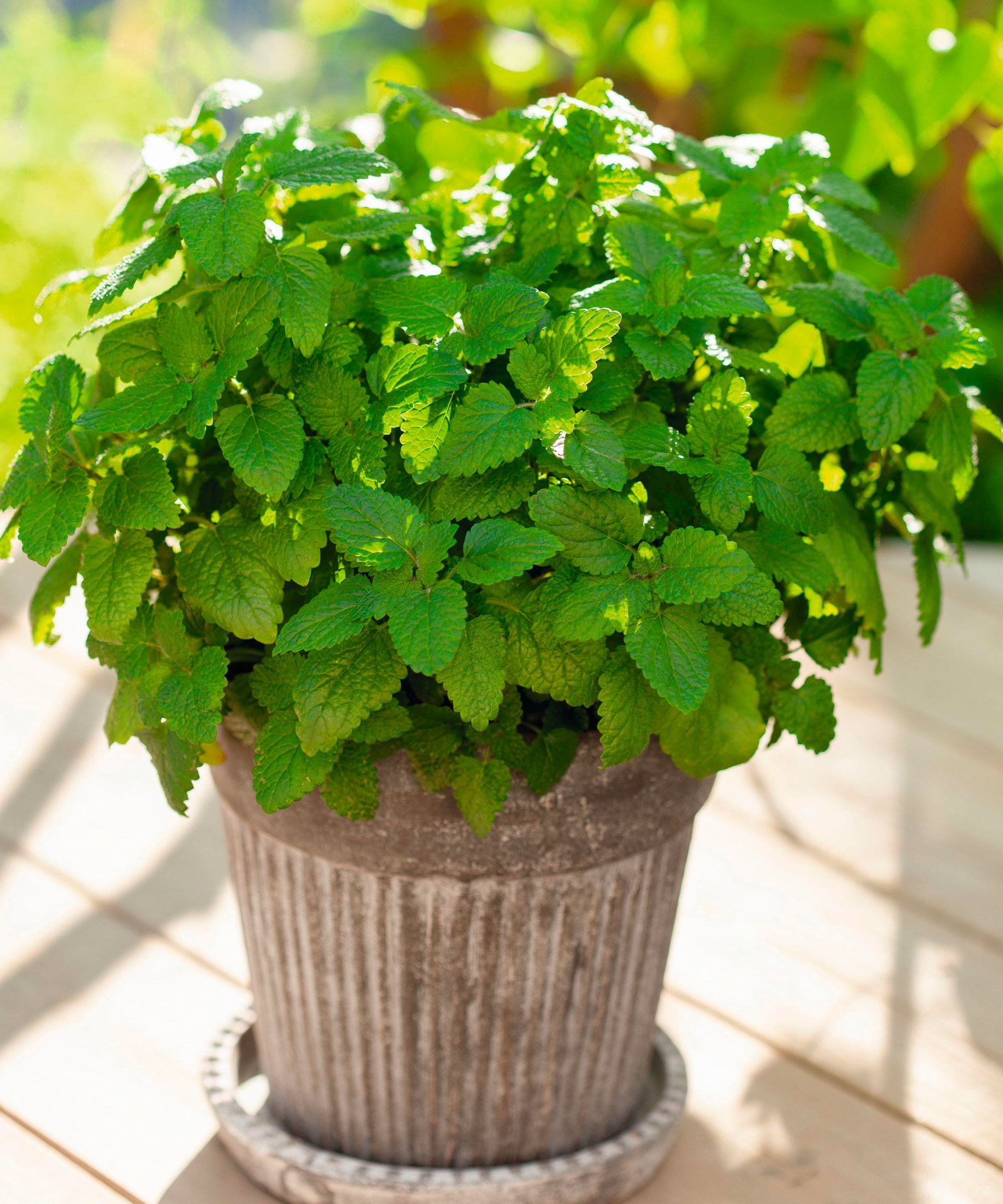 How To Grow Lemon Balm From Planting To Harvesting Homes And Gardens