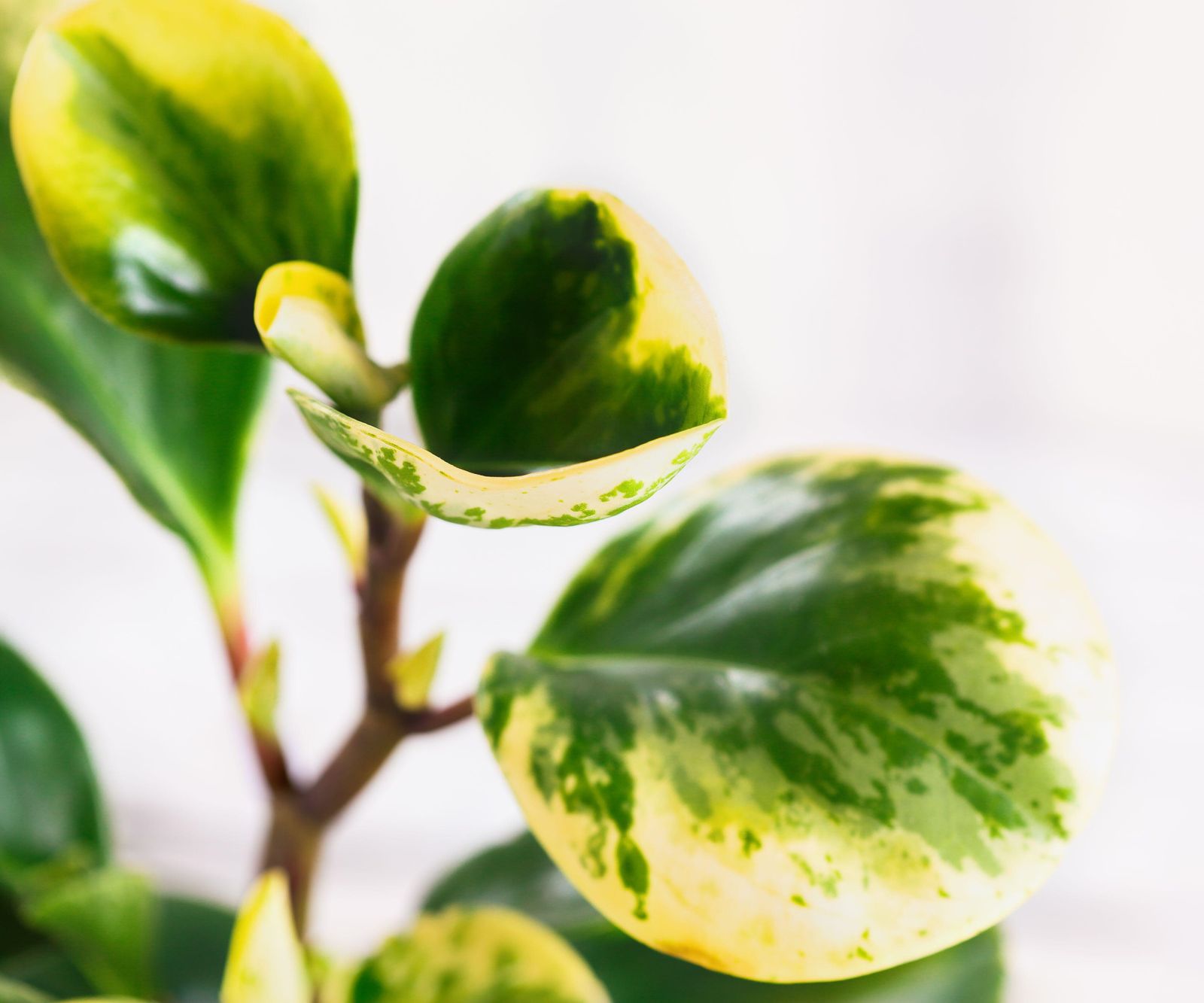 Baby rubber plant care: 5 expert tips for this small plant | Homes and ...