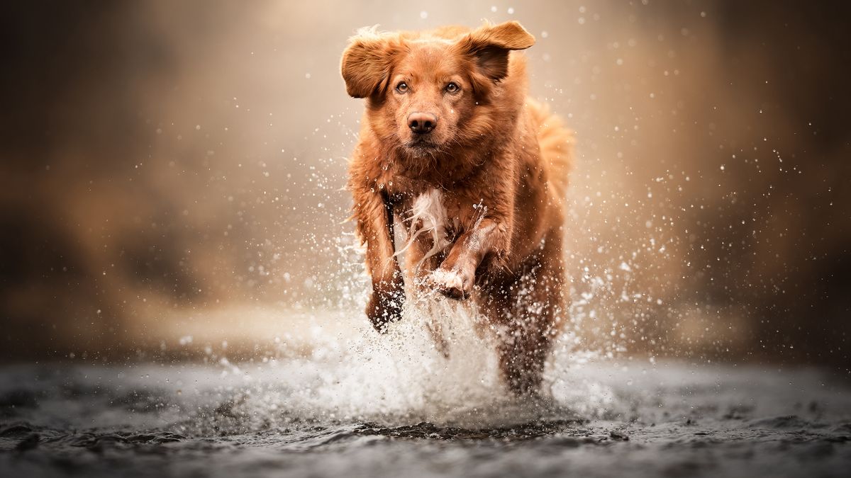 32 dog breeds that are made for swimming | PetsRadar