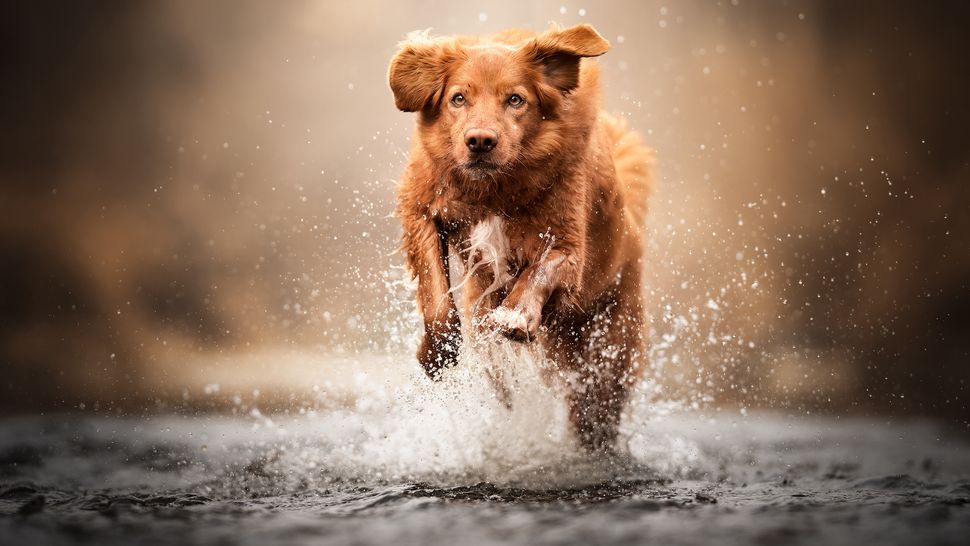 32 dog breeds that are made for swimming | PetsRadar