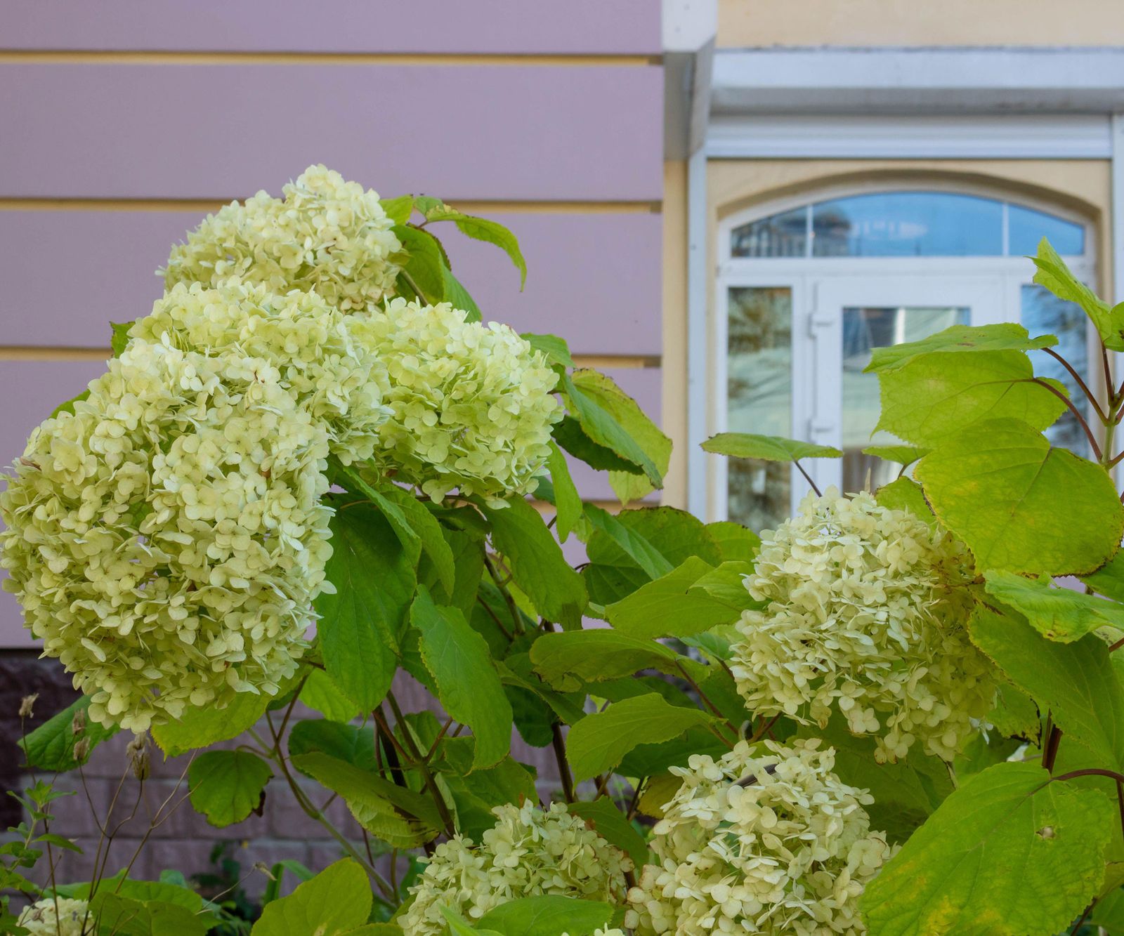 Deer resistant plants: 20 shrubs and flowers that deer hate | Homes and ...