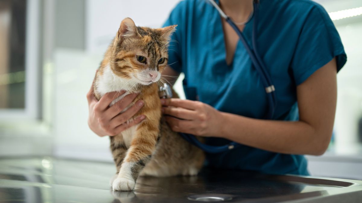 What to feed a stray cat | PetsRadar